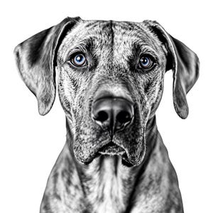 Rhodesian Ridgeback Dog Svg Portrait Bundle: Laser Cut Design on Metal ...