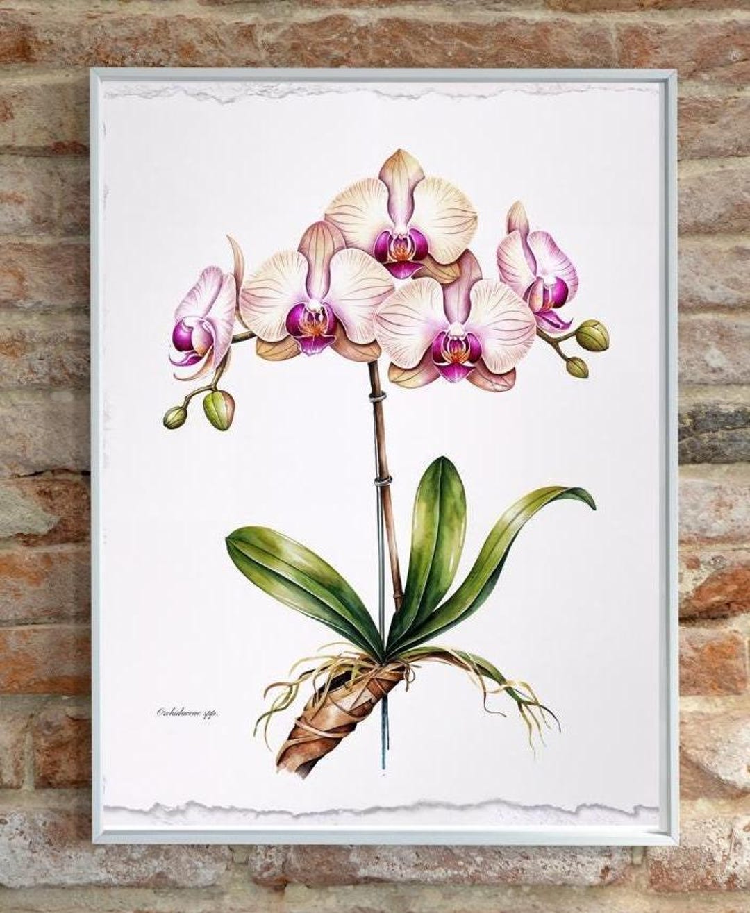 Exquisite Orchid Watercolor Botanical Art – Orchidaceae Spp. Digital ...