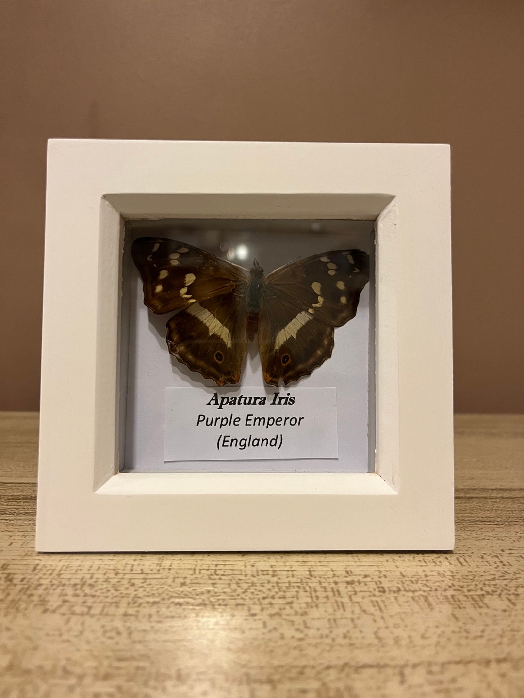 Taxidermy Frame Purple Emperor - Etsy