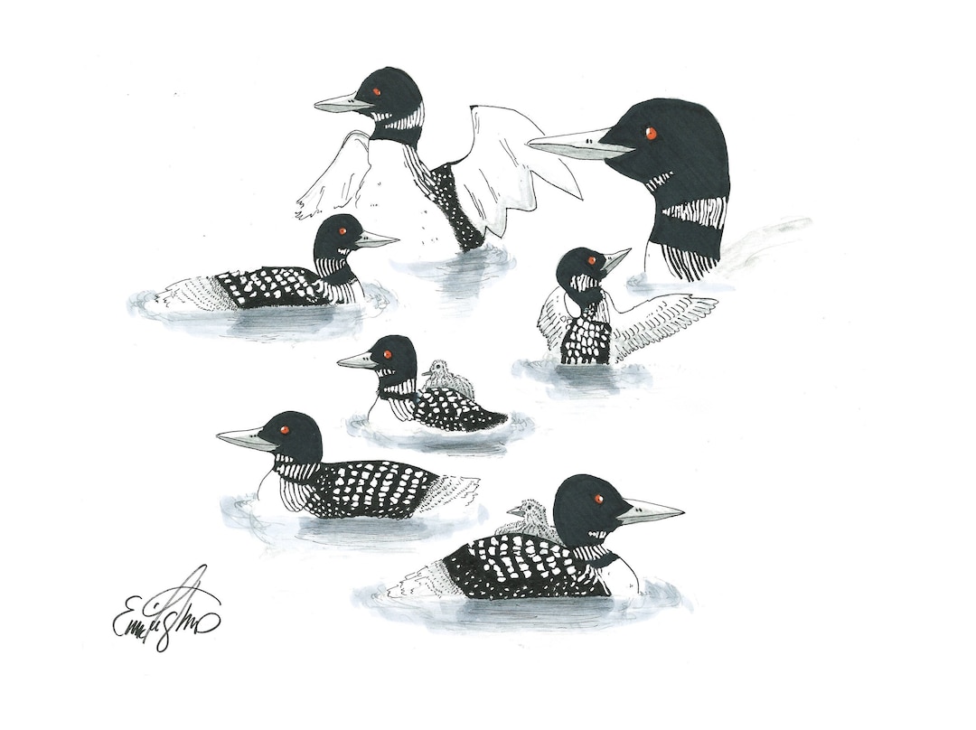 Common Loon Collection Print - Etsy