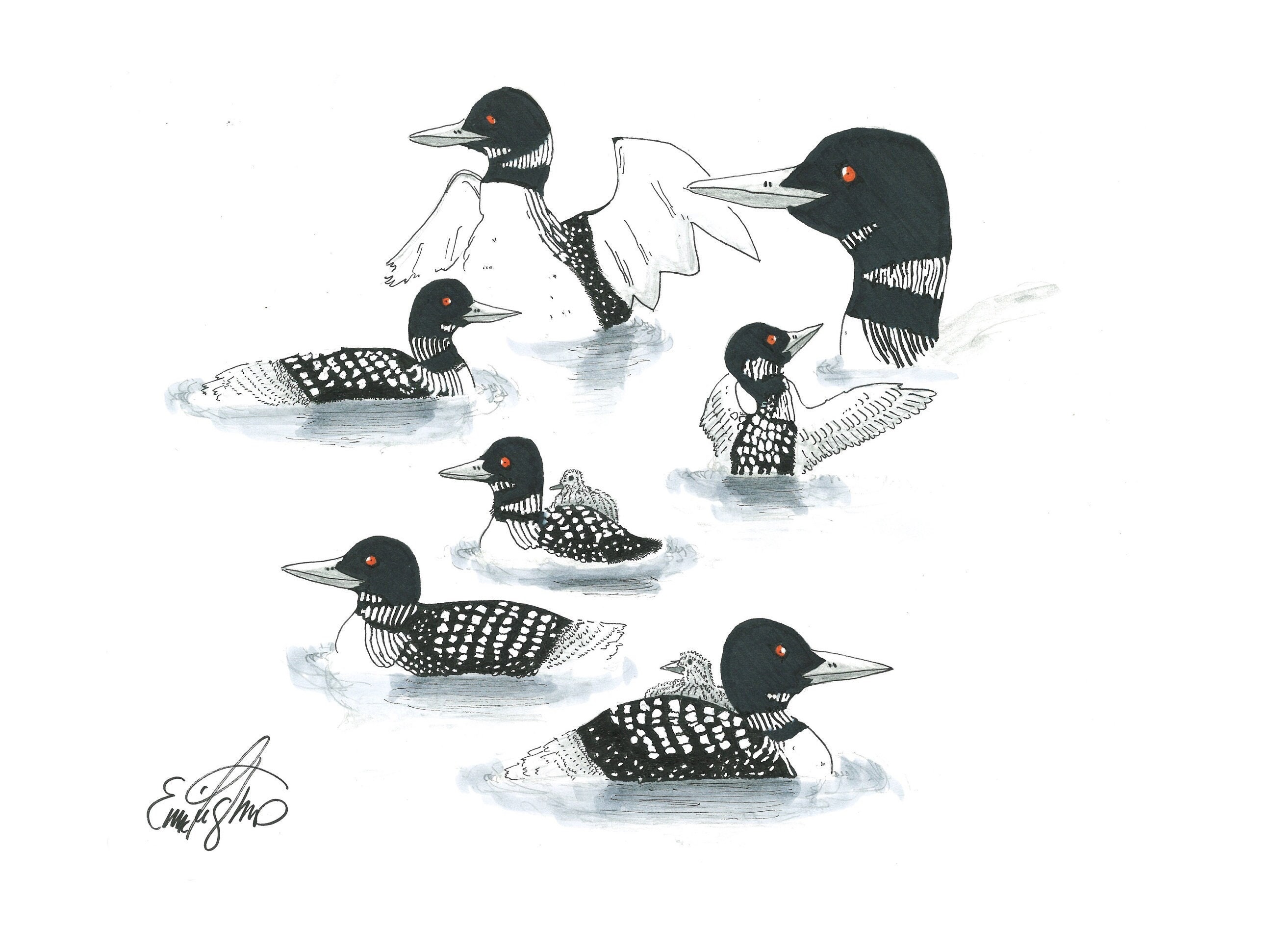 Common Loon Collection Print - Etsy