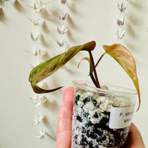 Pink Mint Micans / Rare Plant / Philodendron / Houseplant - Etsy