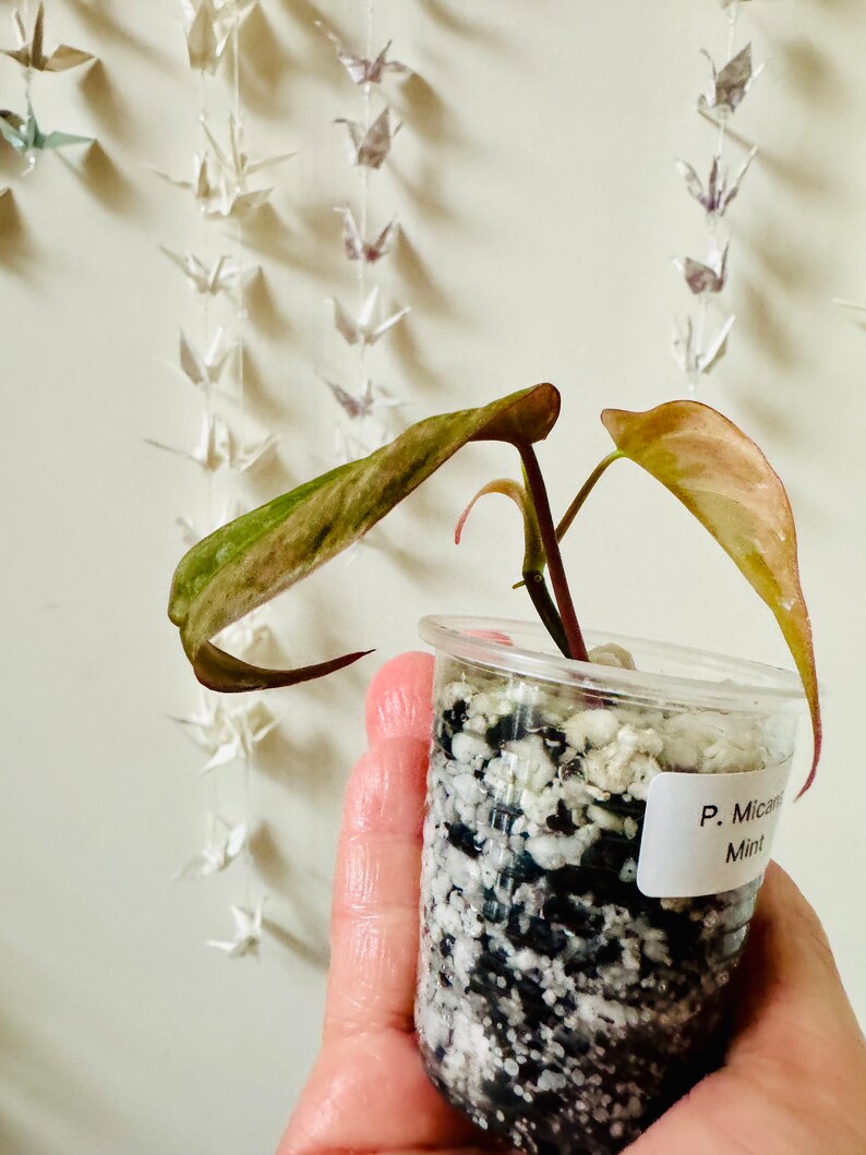 Pink Mint Micans / Rare Plant / Philodendron / Houseplant - Etsy