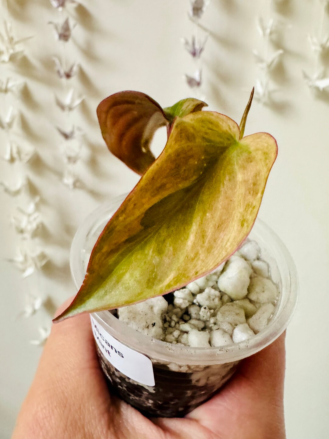 Pink Mint Micans / Rare Plant / Philodendron / Houseplant - Etsy