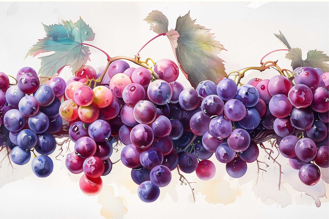 Grapevine Floral Digital Art Download - Vibrant Red and Purple Grapes ...