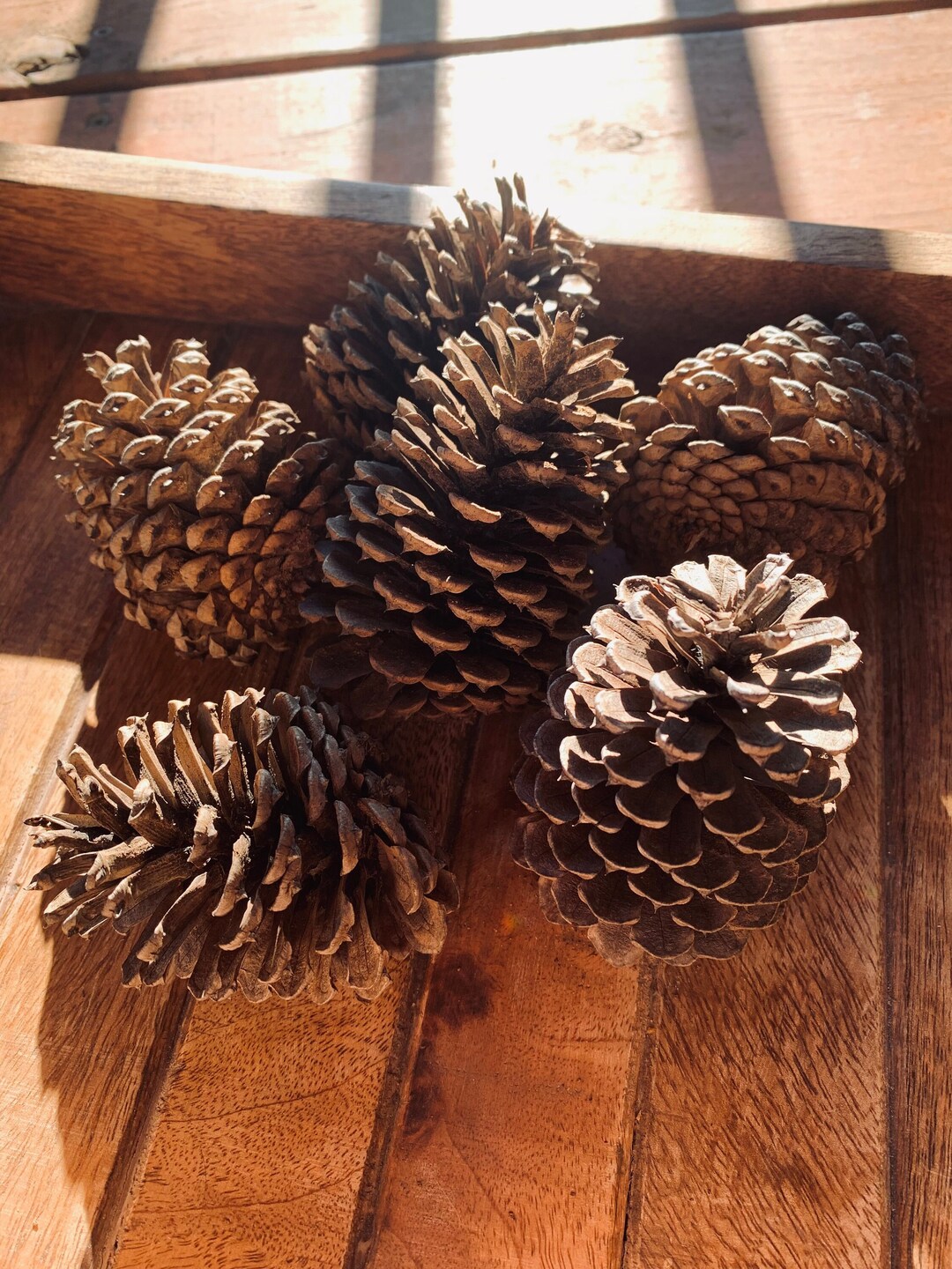 Rustic Pinecones From the Eastern US Medium Sized, Dry Aged, Chocolate ...