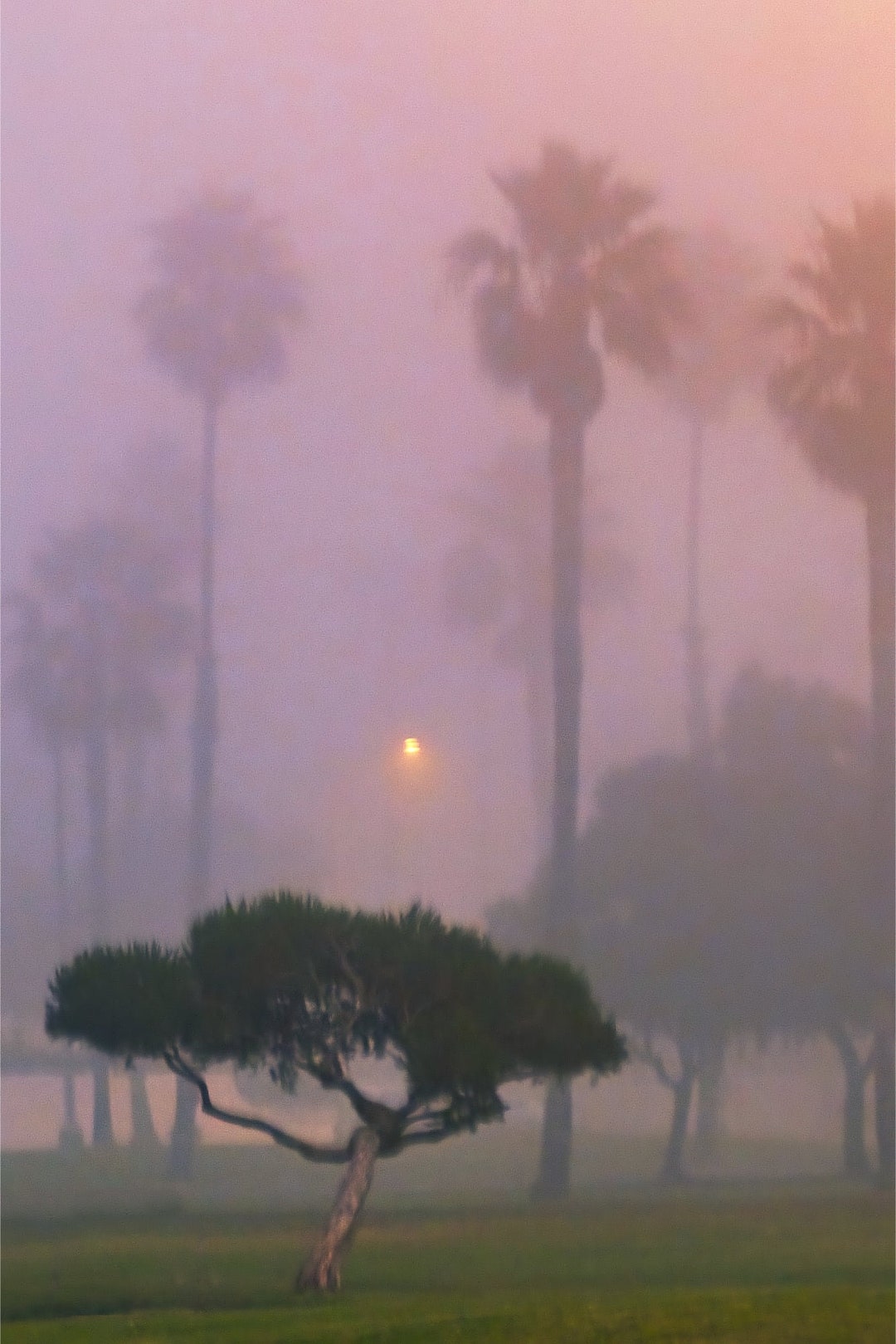 Dreamy Foggy Ocean Beach With Palm Trees | Mystical Boho Art for ...