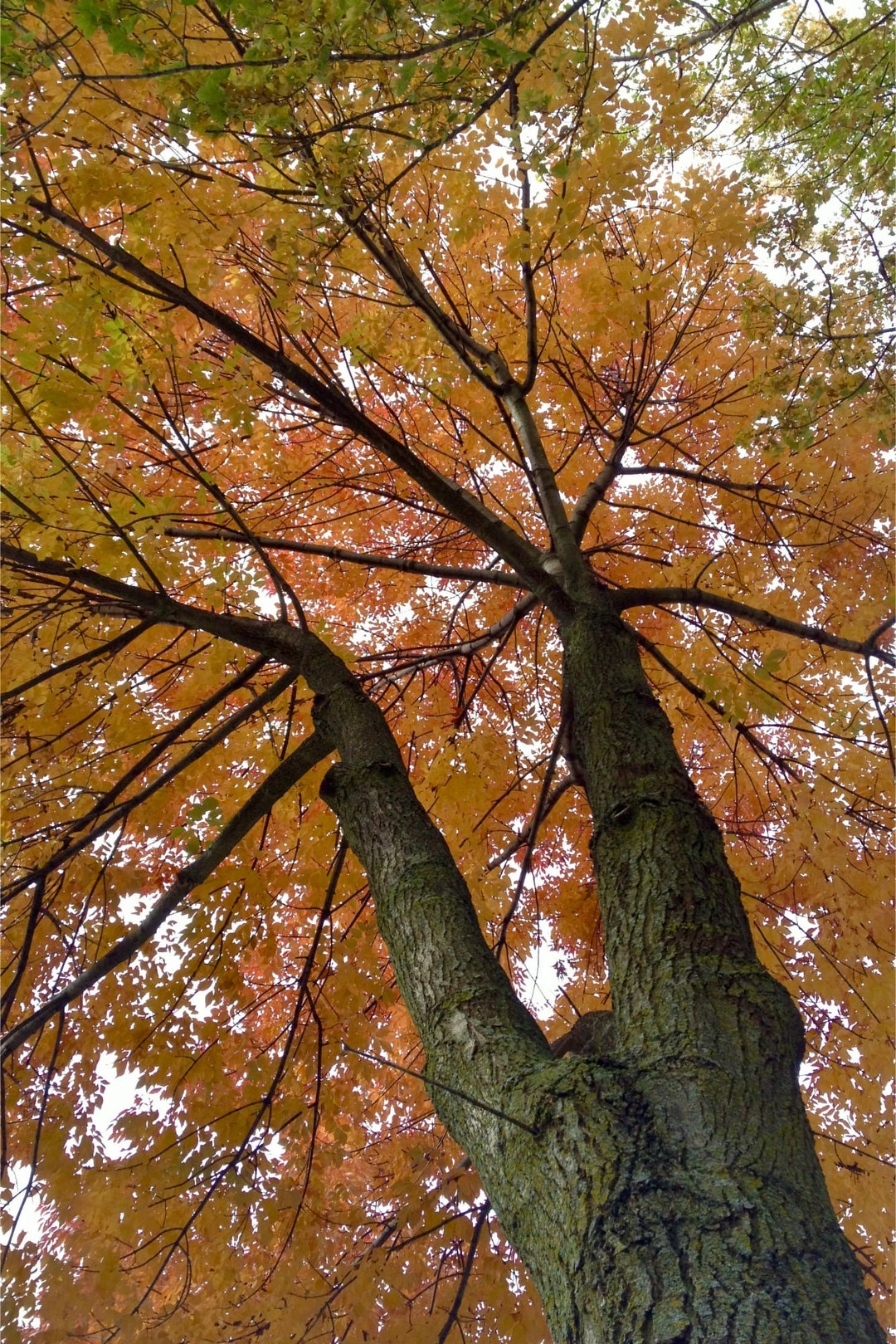 Dramatic, Colorful Photo of Fall Oak Tree | Artistic, Personally Taken ...