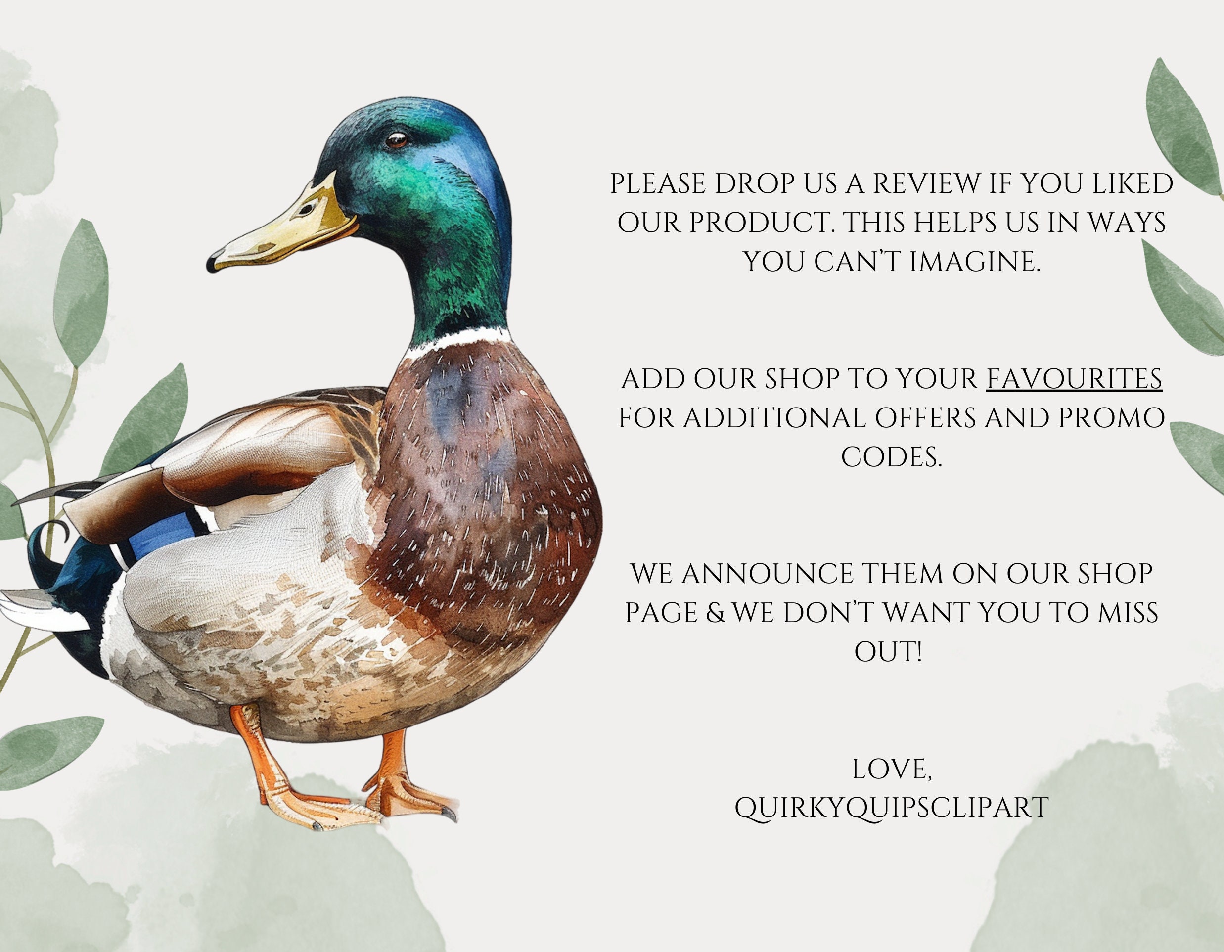 Mallard Ducks Watercolor Clipart, High Quality Pngs, Bird Graphics ...