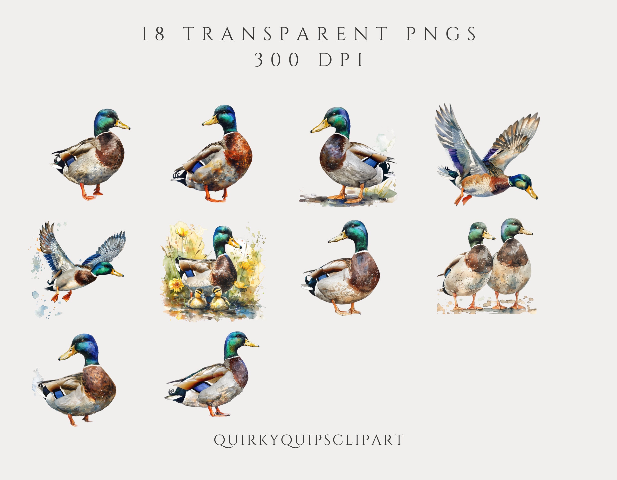 Mallard Ducks Watercolor Clipart, High Quality Pngs, Bird Graphics ...