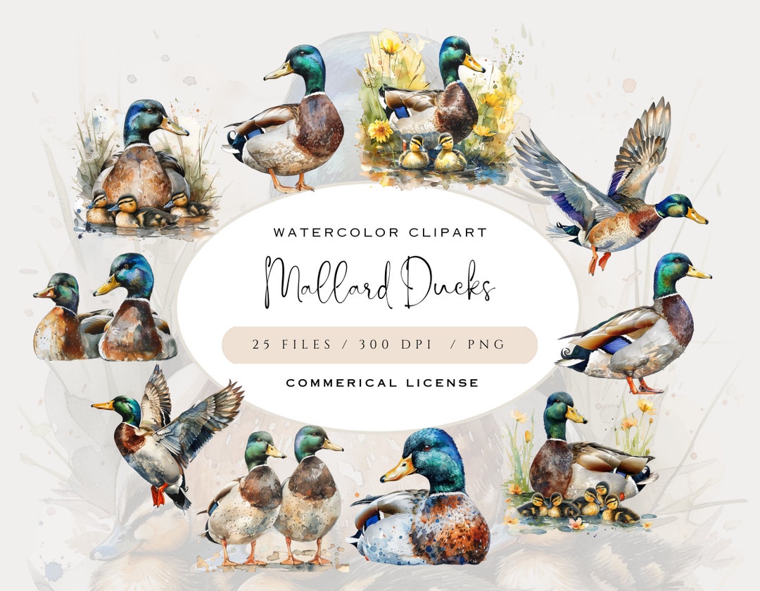Mallard Ducks Watercolor Clipart, High Quality Pngs, Bird Graphics ...