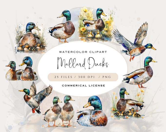 13 Mallard Ducks Clipart, Duck Clipart, Ducklings Pond, Printable ...