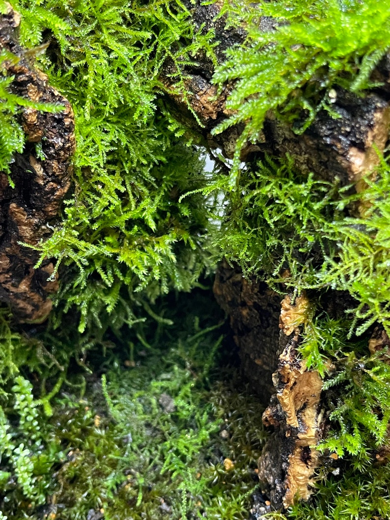 Moss Terrariums, Terrarium - Etsy