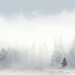 Digital Download. Forest in Winter. Snow, Mist, Bark, Moody, Quiet ...