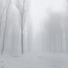 Digital Download. Forest in Winter. Snow, Mist, Bark, Moody, Quiet ...