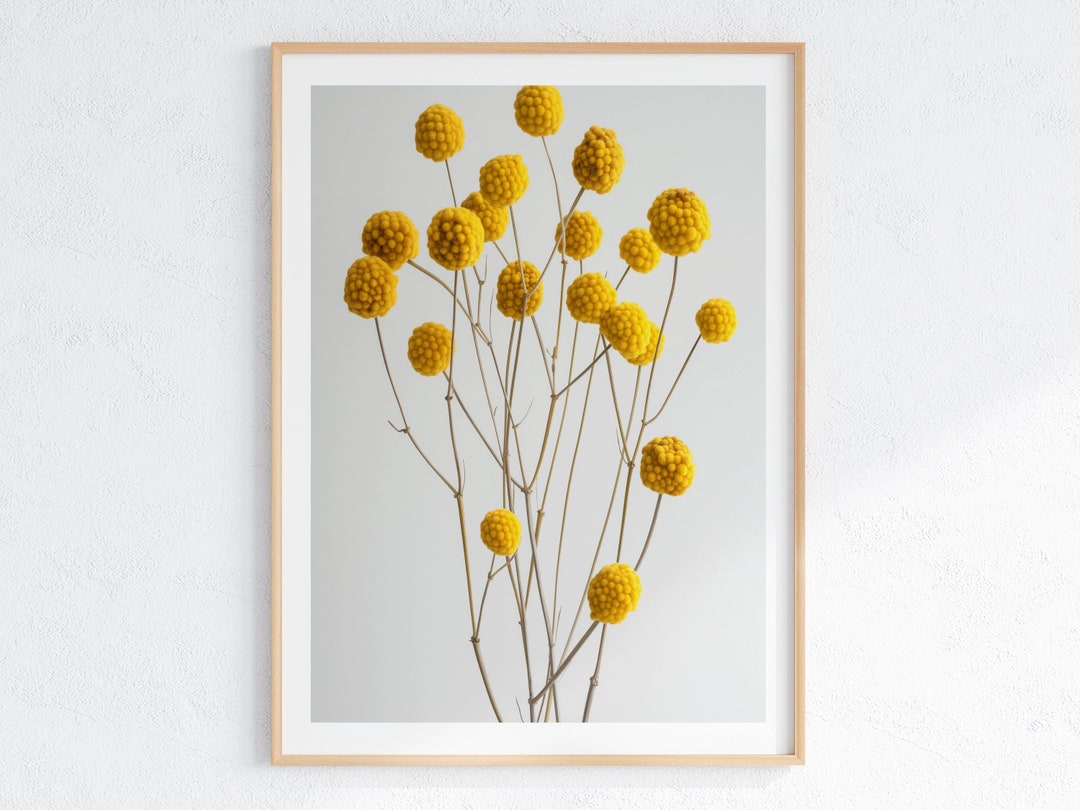 Billy Button Flower Wall Art Print Modern Floral Art, Flower ...