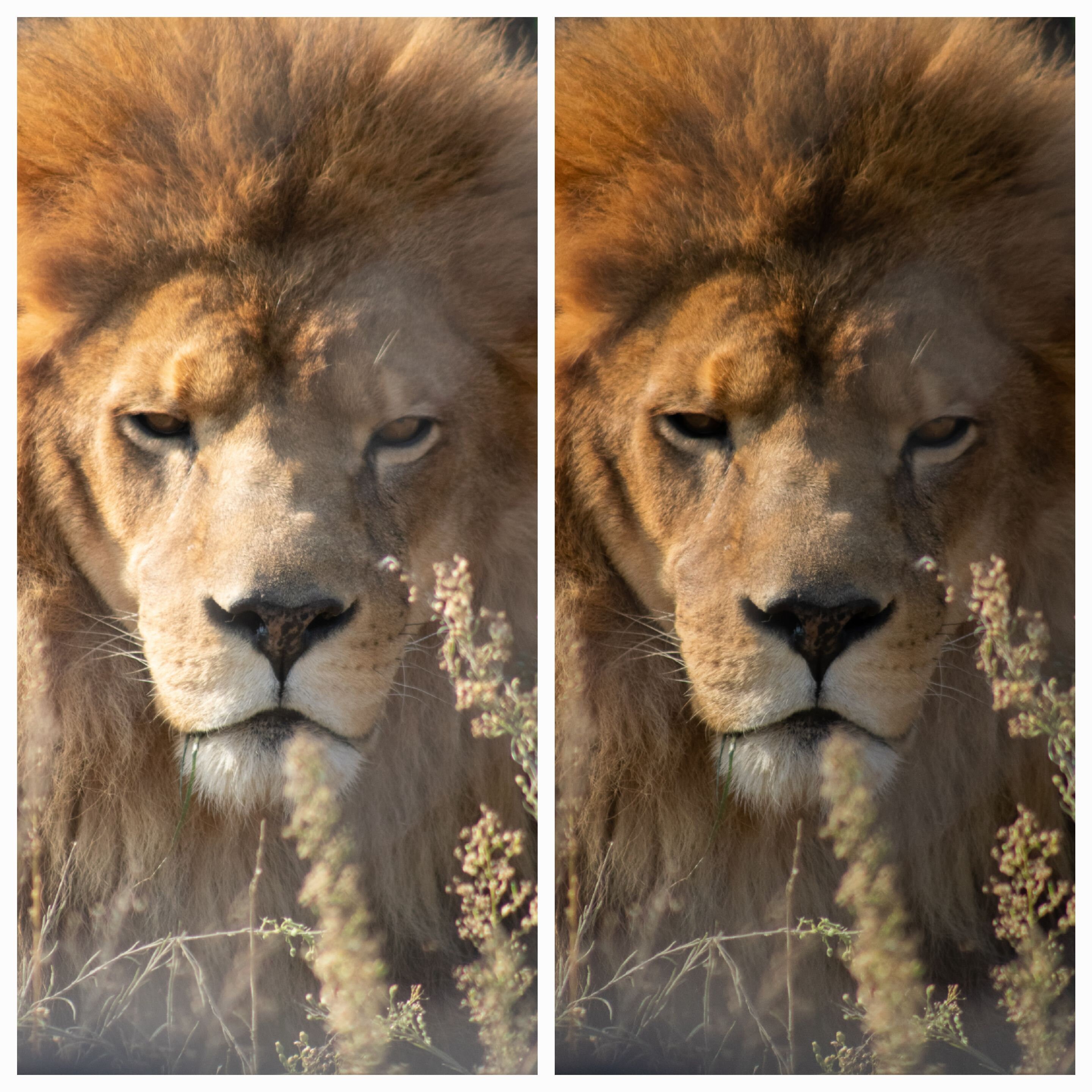 Professional Photo Retouching, Photo Recoloring, Photo Editing Service ...