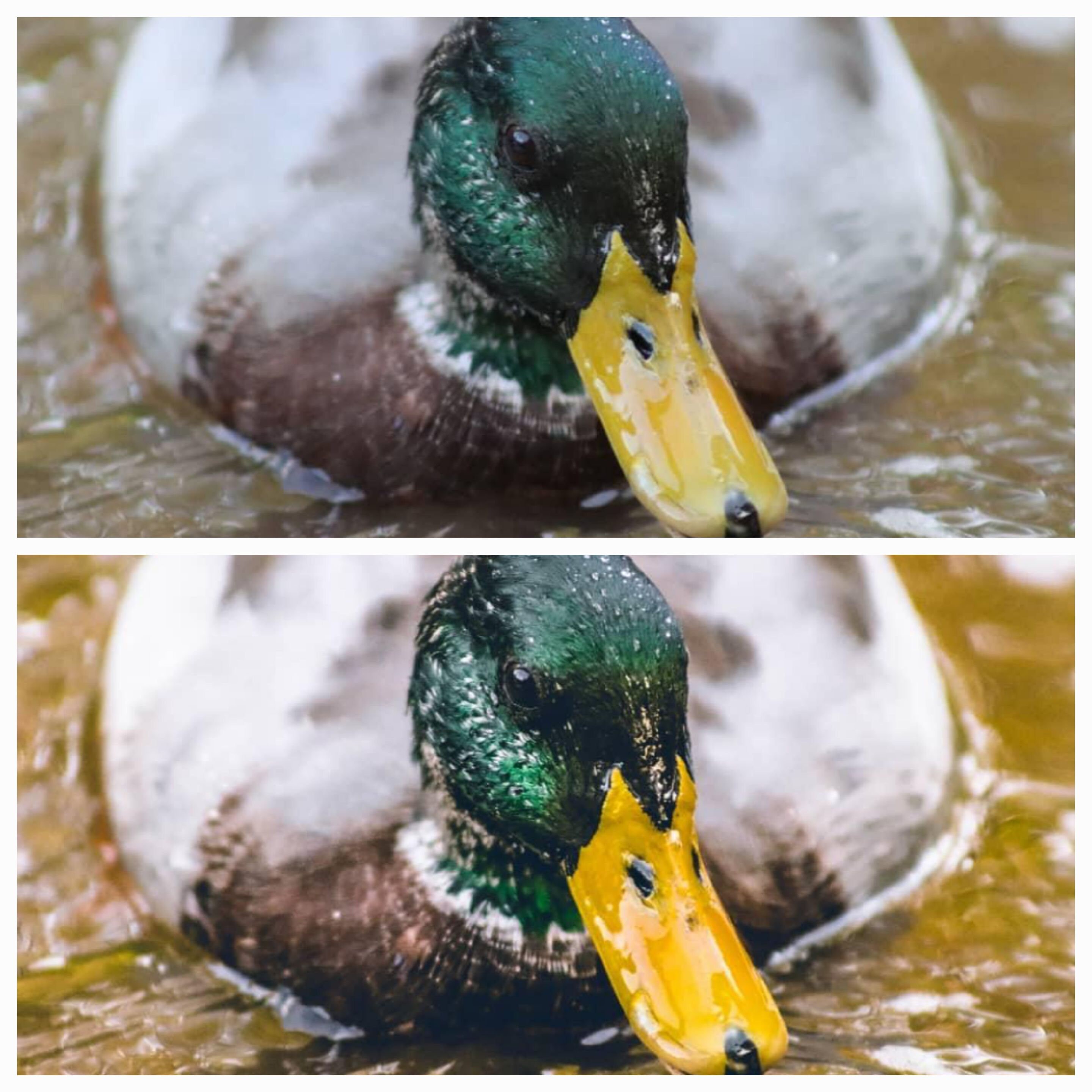 Professional Photo Retouching, Photo Recoloring, Photo Editing Service ...