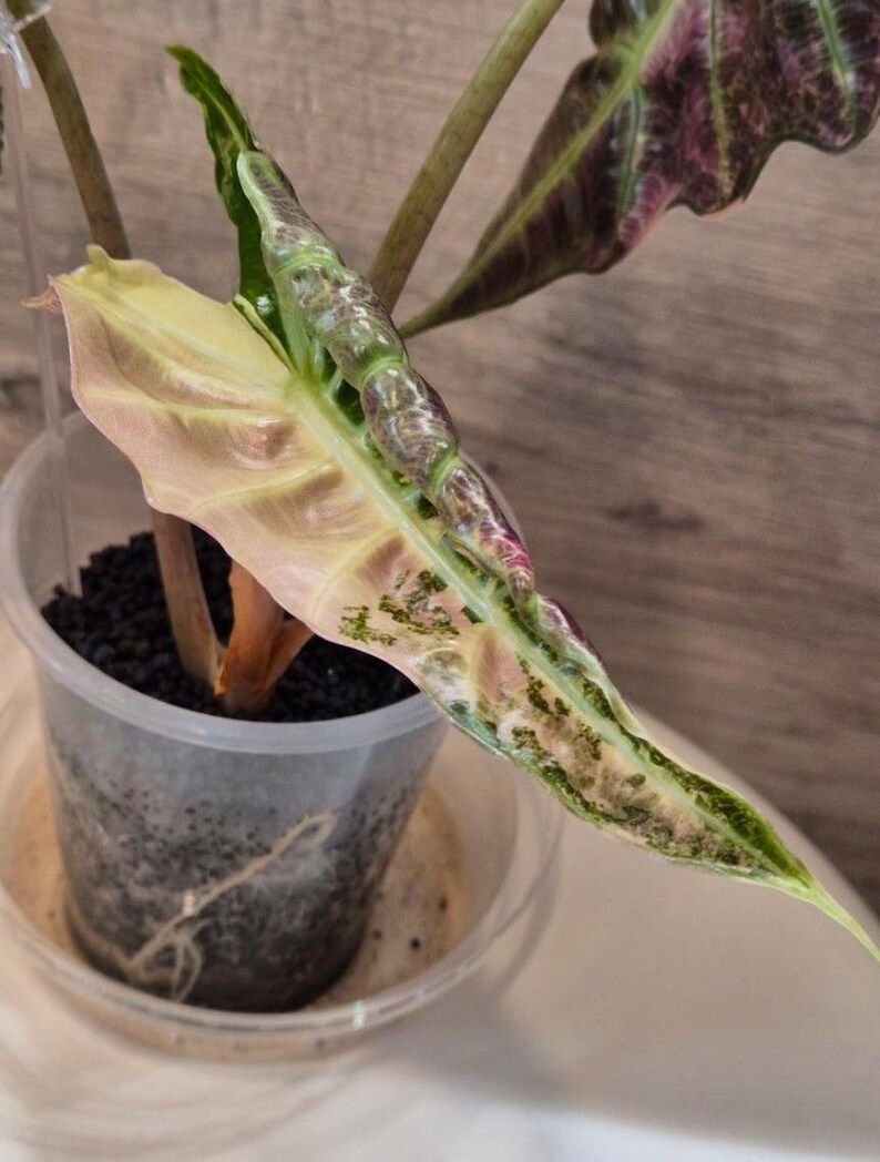 Rare Alocasia Cuprea Pink Variegated Bicoplants Plant in a Nursery Pot ...