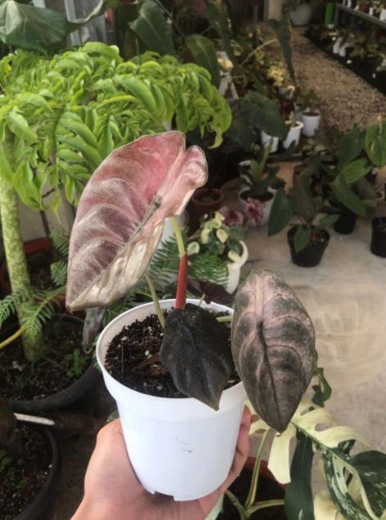 Rare Alocasia Cuprea Pink Variegated Bicoplants Plant in a Nursery Pot ...