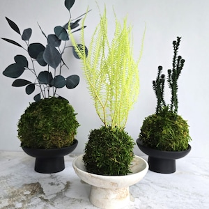 Kokedama Care Free Set With Bowl, Table Centrepiece, Preserved Moss and ...