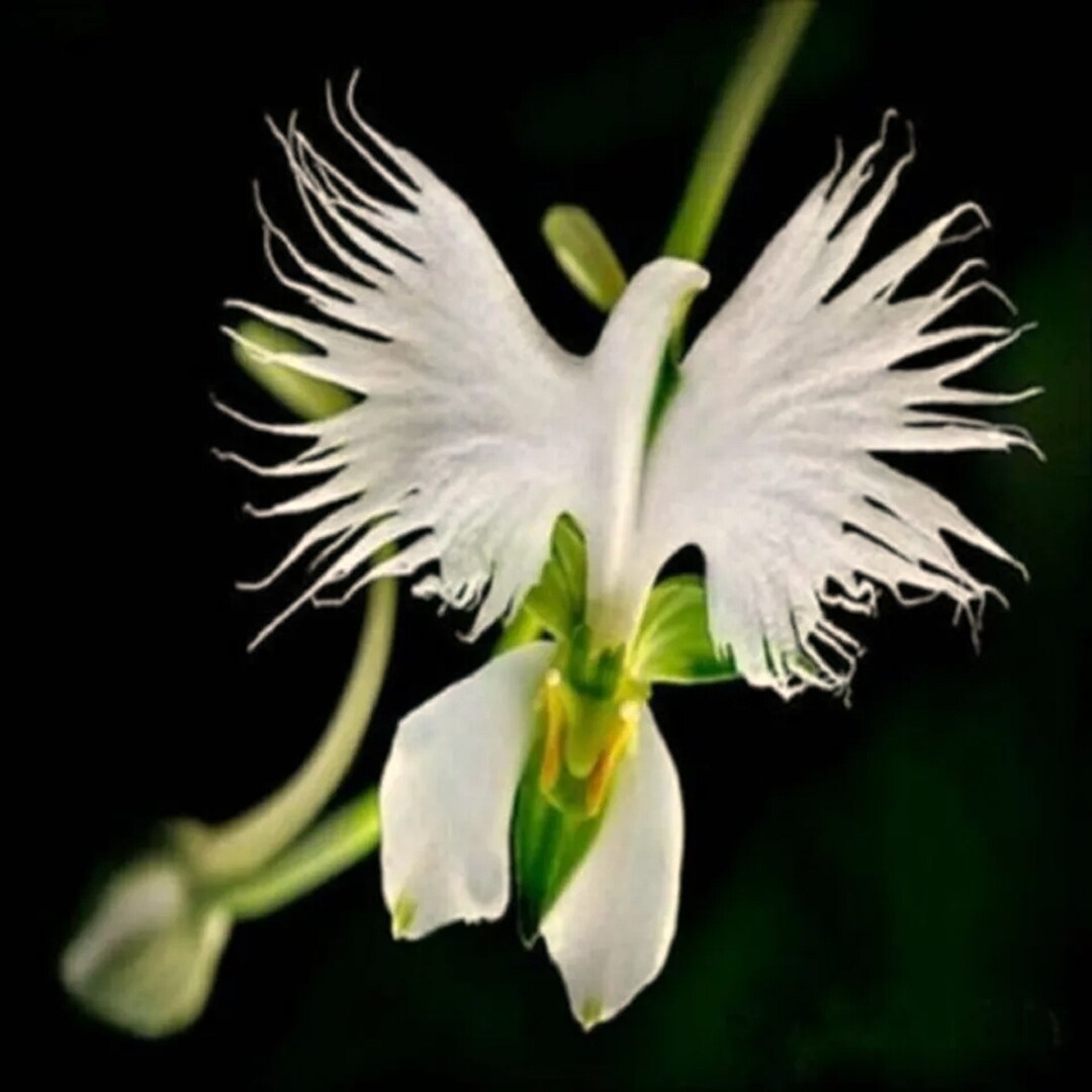50 Pcs Japanese Radiata White Egret Orchid Flower Seedsperennial Flower ...