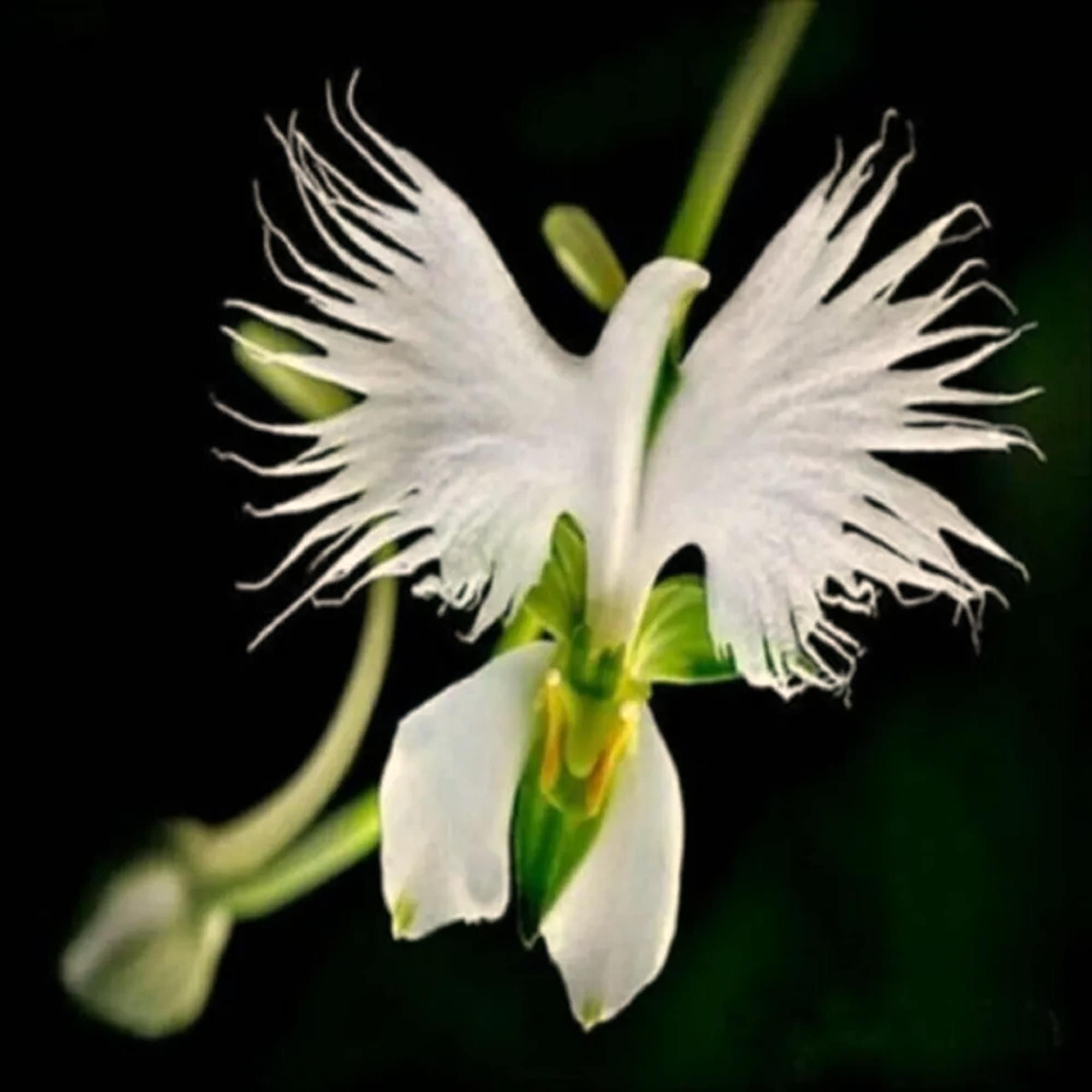 50 Pcs Japanese Radiata White Egret Orchid Flower Seedsperennial Flower ...