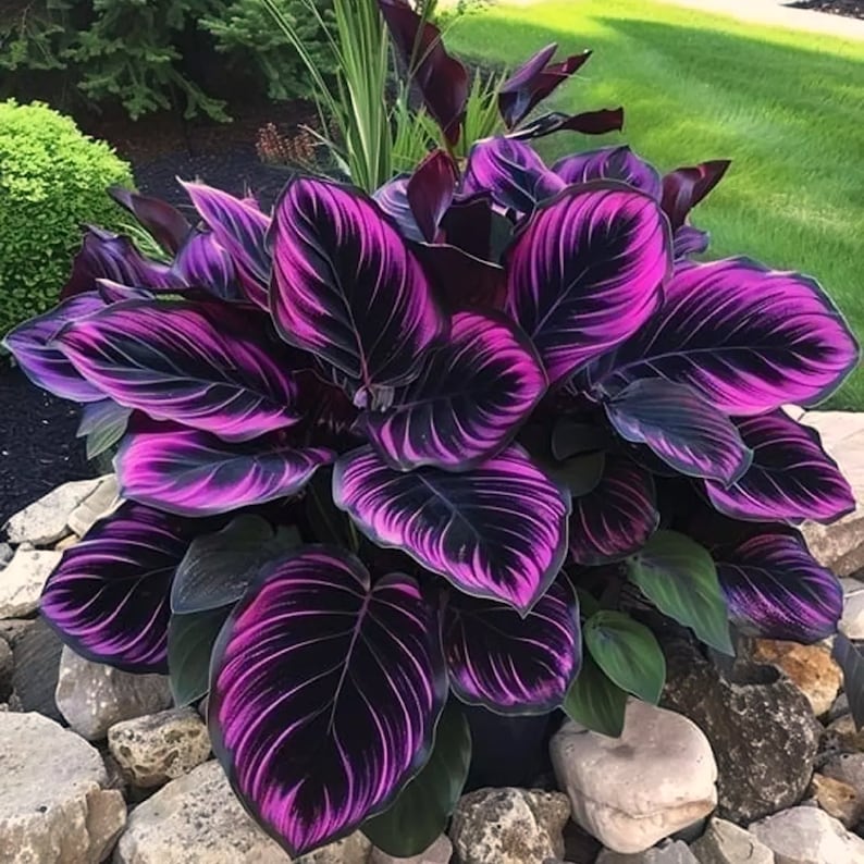 25 Pcs Seeds Purple Tip Calathea Couture Flower Indoor or Outdoor ...