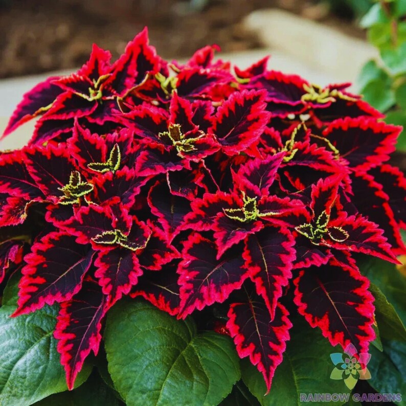 25pcs Kong Red Coleus Blue & Purple Coleus Flowers Easy to Grow Garden ...