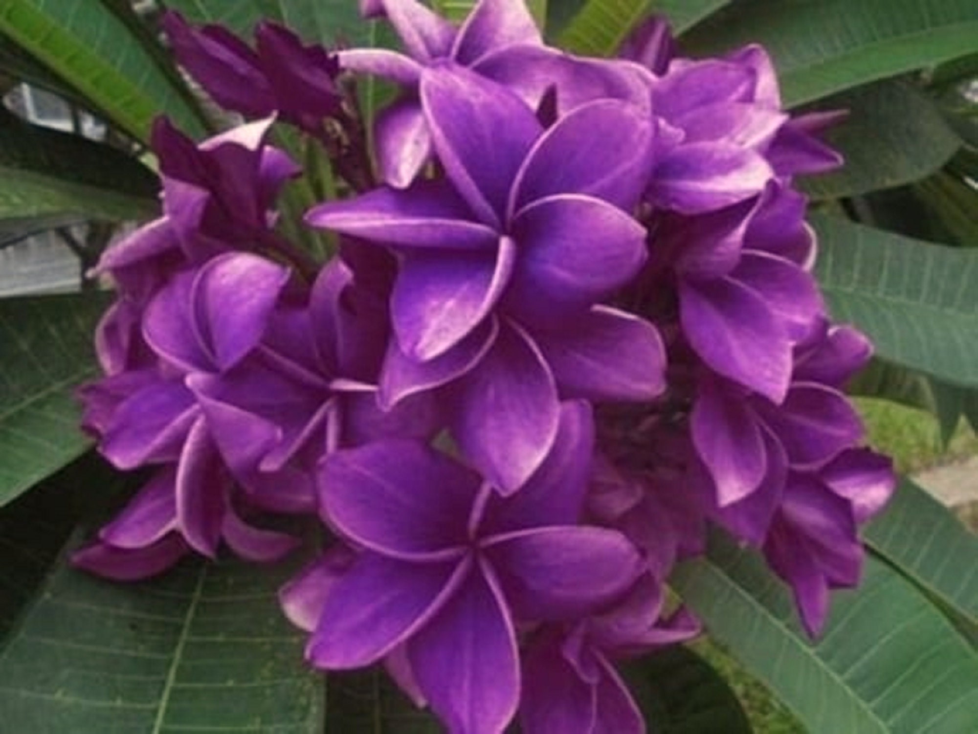 5 Purple Plumeria Dark Ornamental Flowering Perennial Fresh Seeds ...