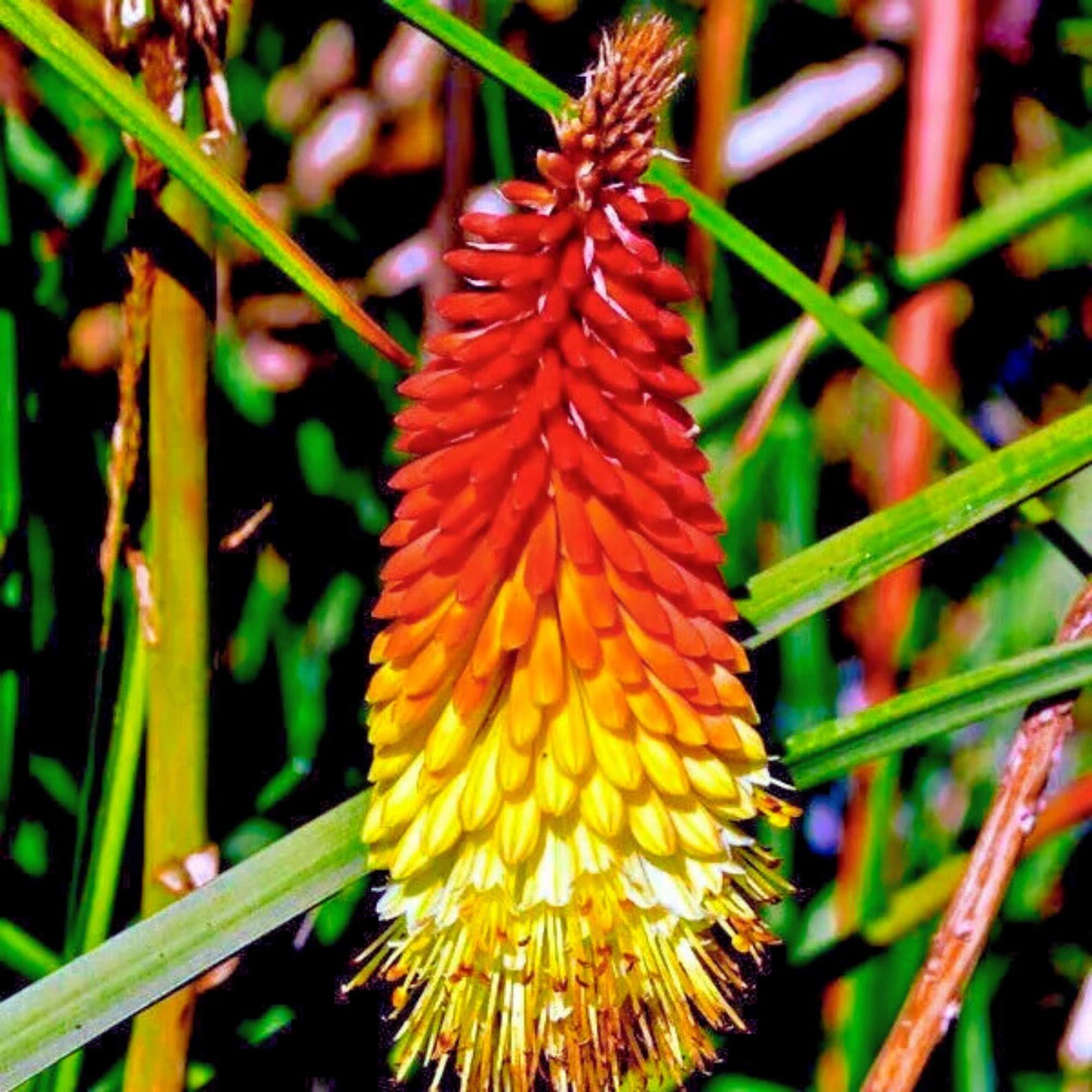 25 Pcs Orange Purple Hot Poker Torch Lily Flower Seeds Perennial Seed ...