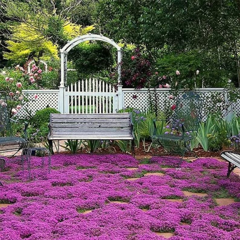 1000 Seeds Creeping Thyme Ground Cover, Fragrant Herb,purple Blooms ...