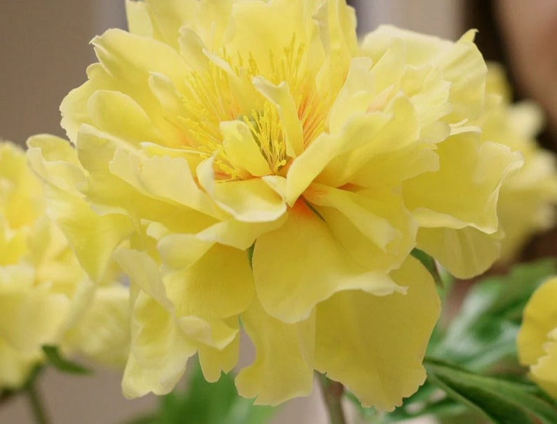 10 Yellow Geranium Seeds Perennial Flowers Seed Bloom Flower Seeds ...