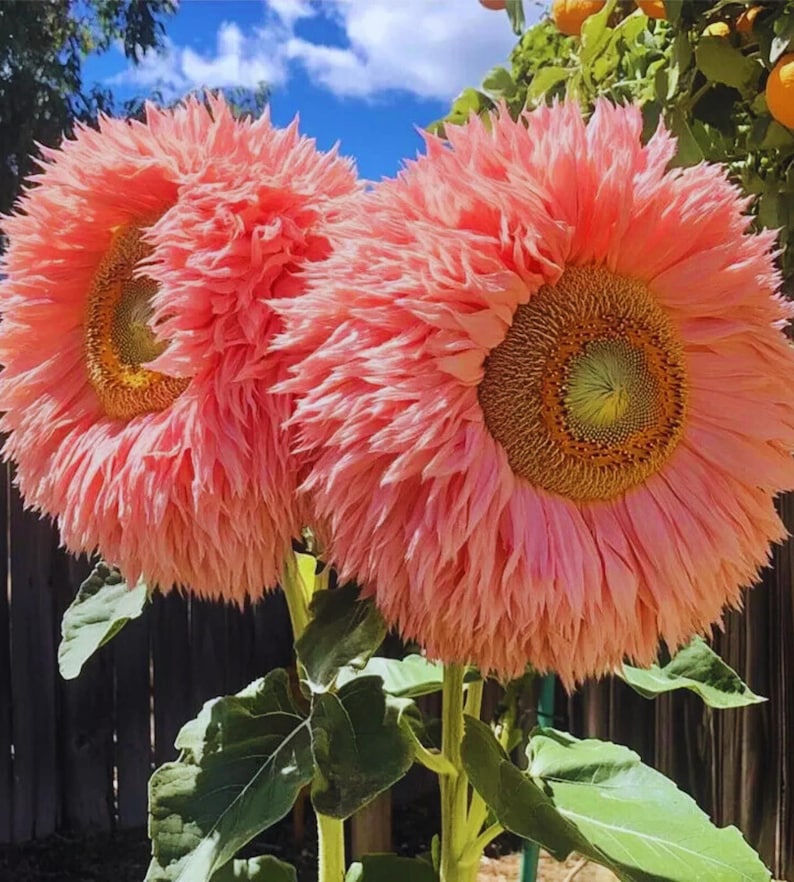 Fresh 50PCS Pink Giant Teddy Bear Sunflower Seeds Sunflower Seeds ...