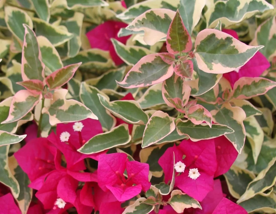 Bougainvillea - 'raspberry Ice' Plant Live - Etsy