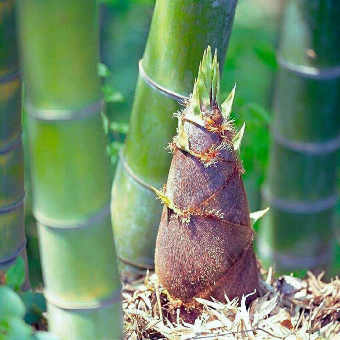 Giant Moso Bamboo Seeds: Edible Shoots, Evergreen Privacy Screen - 50 ...