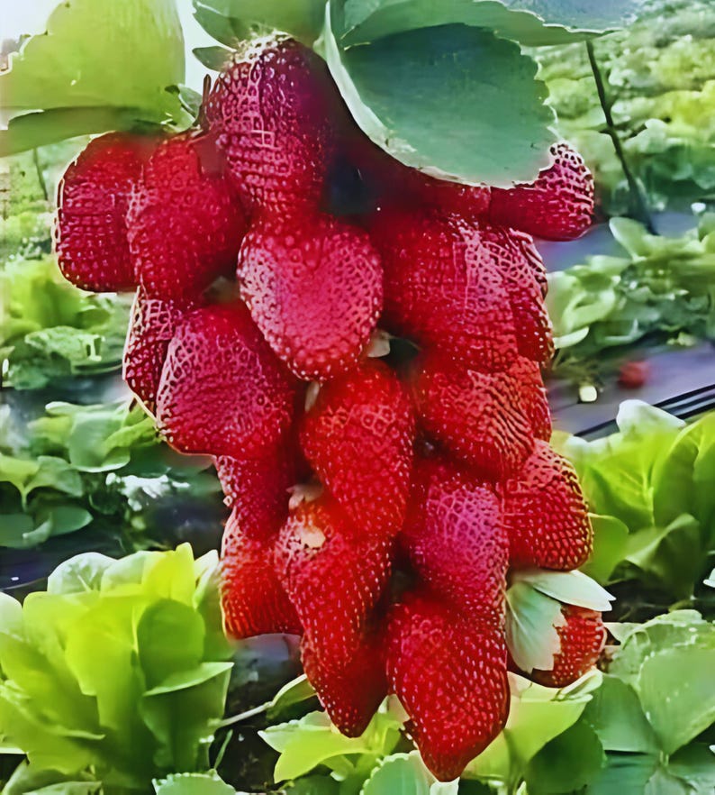 Fresh Organic Giant Strawberry 200 Seeds, Perfect for Home Garden ...