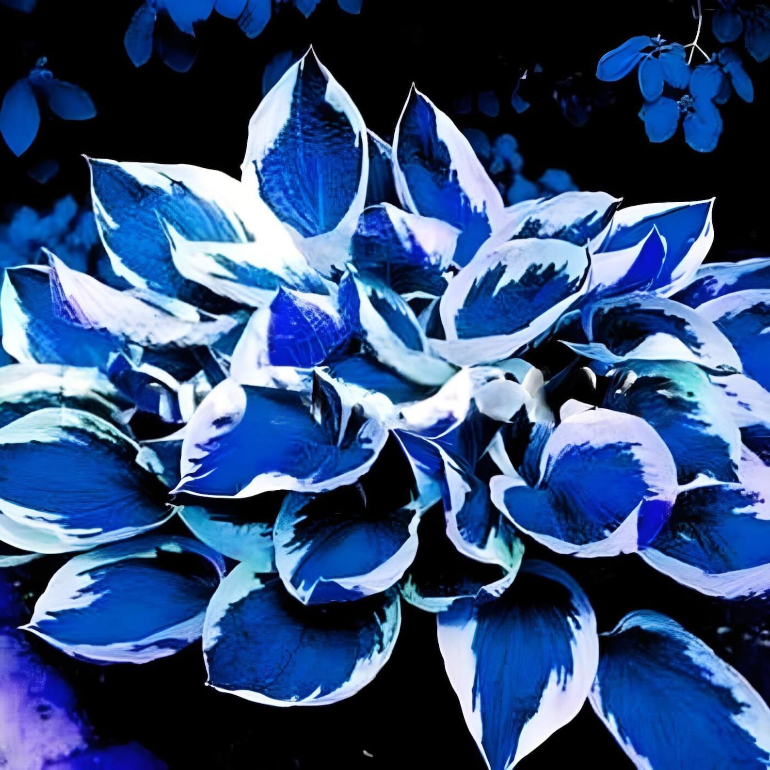 Fresh 150 Seeds BLUE Beautiful Hosta Bonsai Beautiful Flowers Garden ...