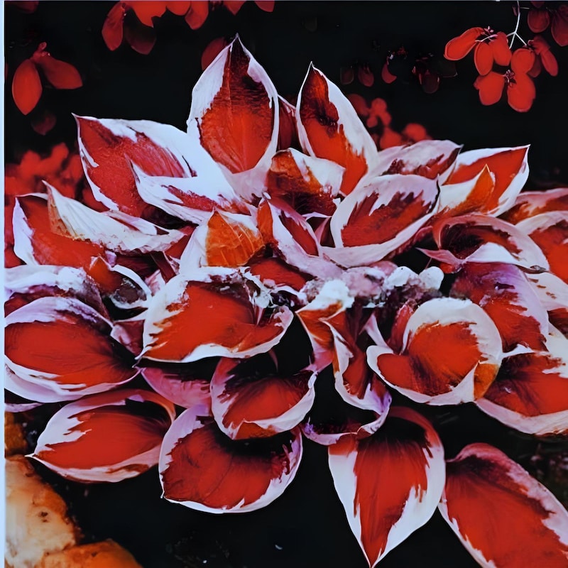 Black and Red Hosta Plants - Etsy