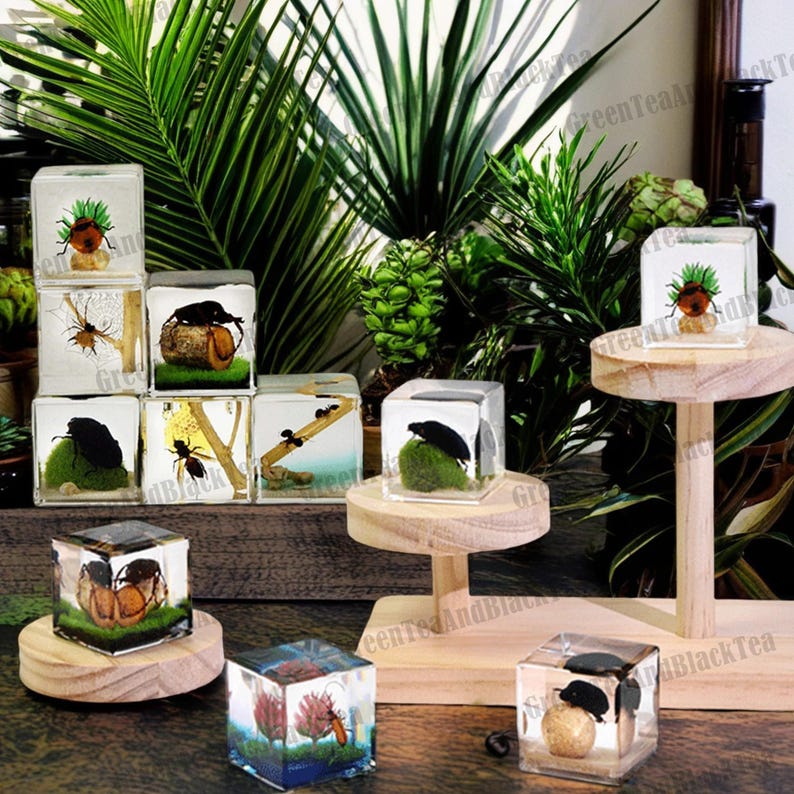 Resin Insect Specimens, Real Insect Resin Ornaments, Museum Bookstore ...