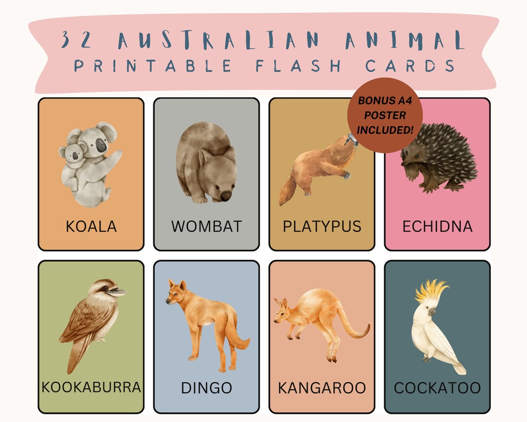 Australian Native Animal Flash Cards for Kids Colour - Etsy