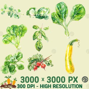 Watercolor Farm Vegetables PNG, Fresh Vegetable Clip Art, Healthy Food ...