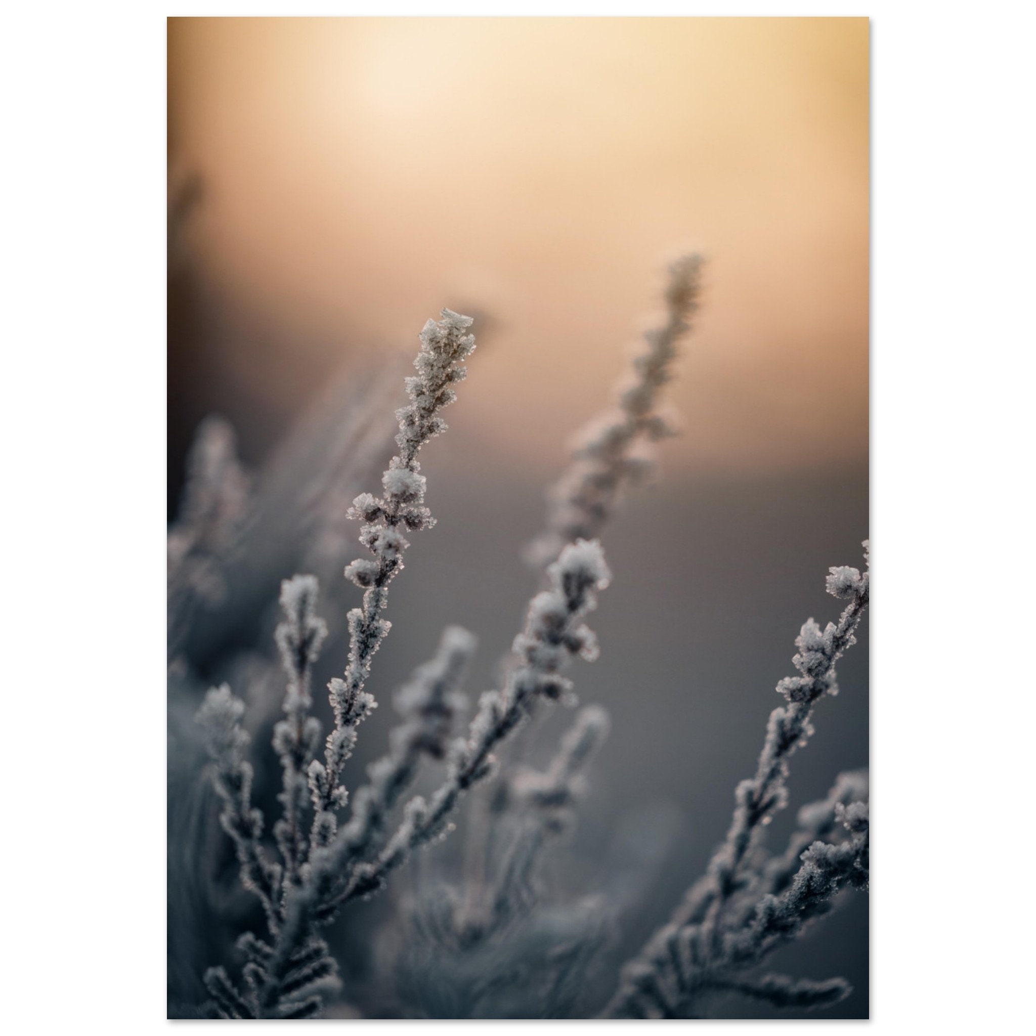 Frost Game Premium Matte Paper Poster - Etsy UK