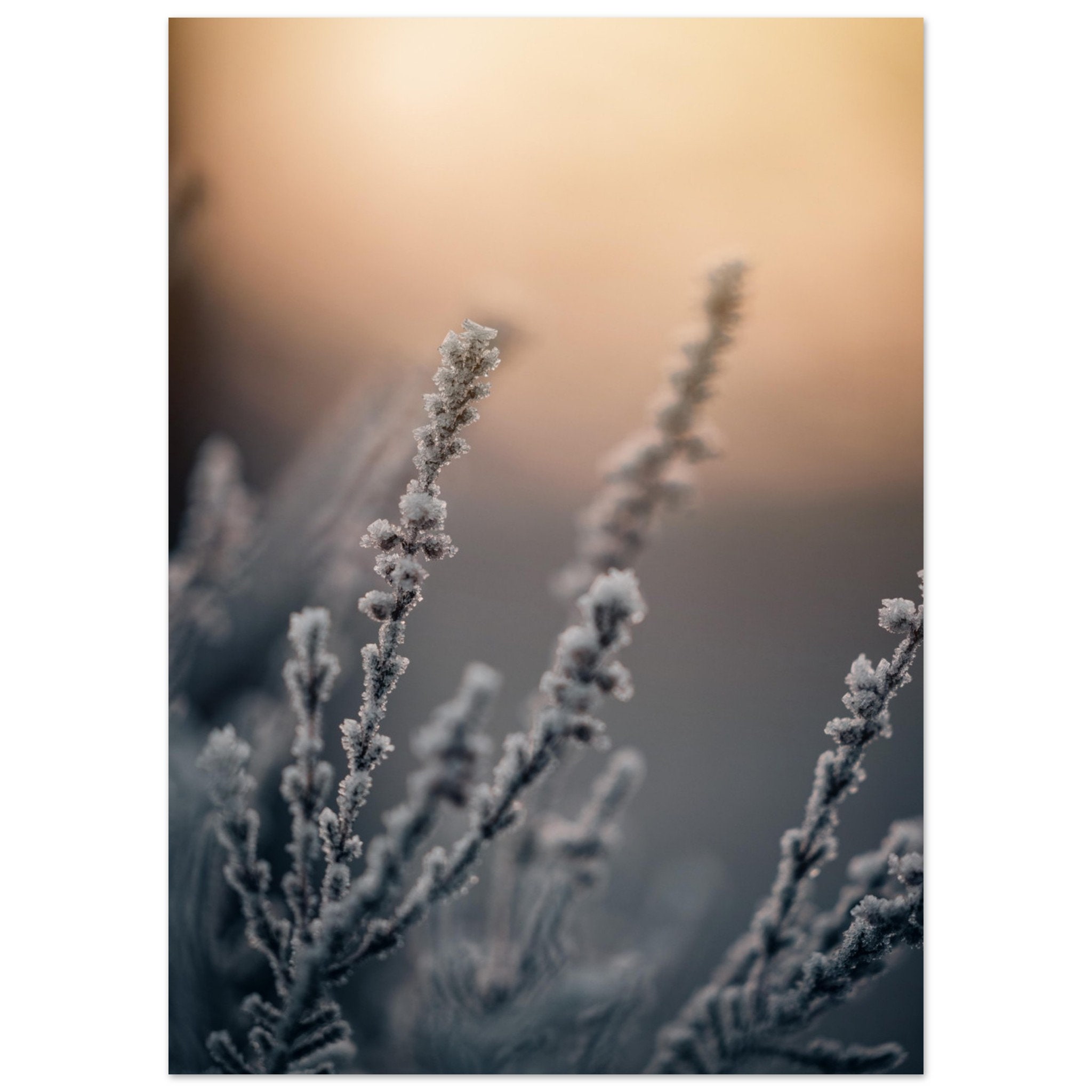 Frost Game Premium Matte Paper Poster - Etsy UK