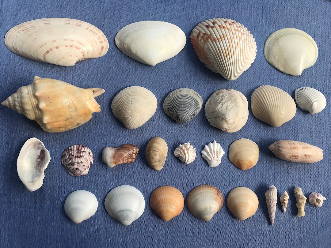 Florida Seashells Collection Bag, Bag of 27 Florida Shells, Beachcomber ...