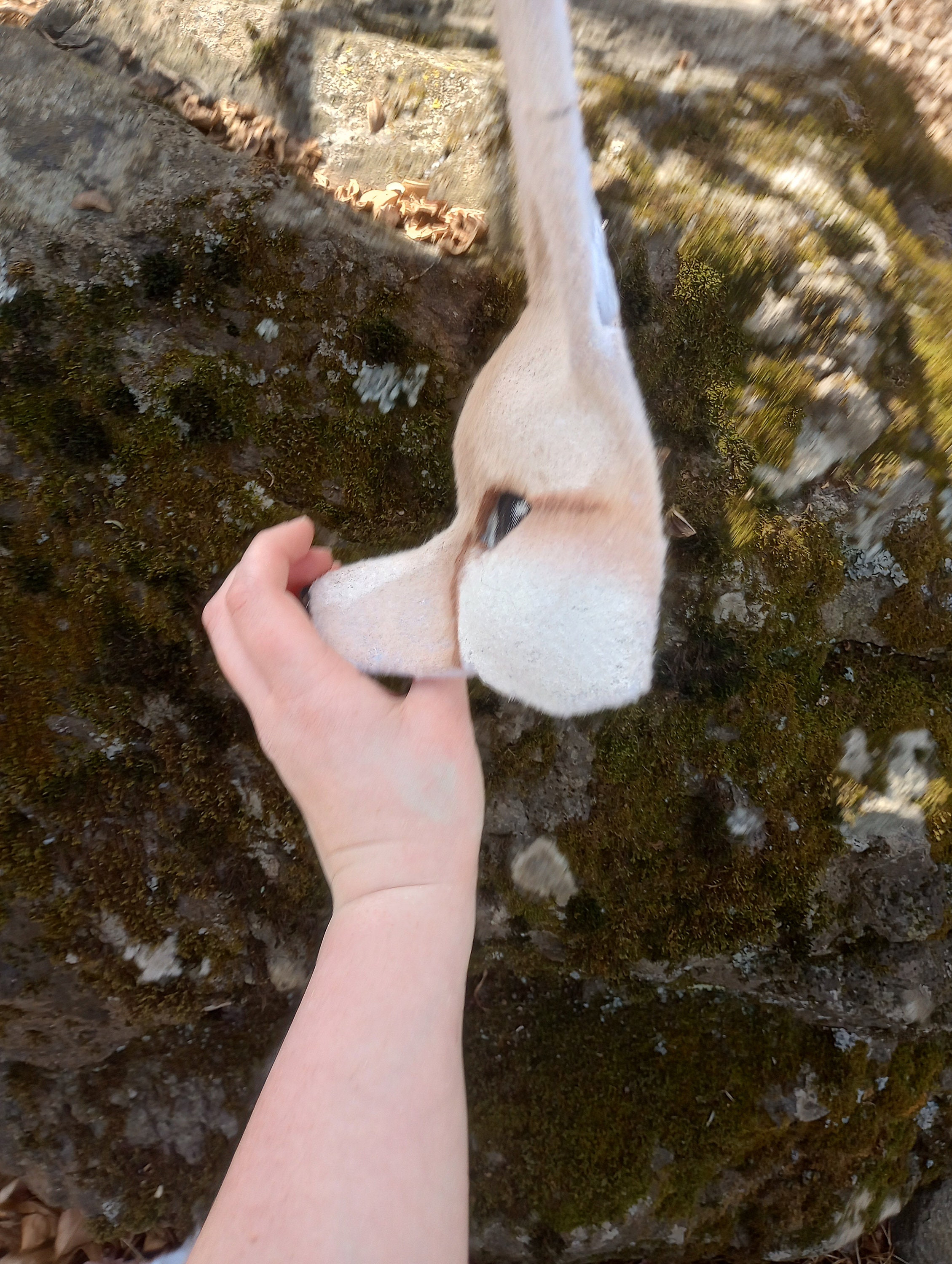 Handmade Fennec Fox Mask Black Mesh Eyes Therian Fox Mask Fennec Fox ...