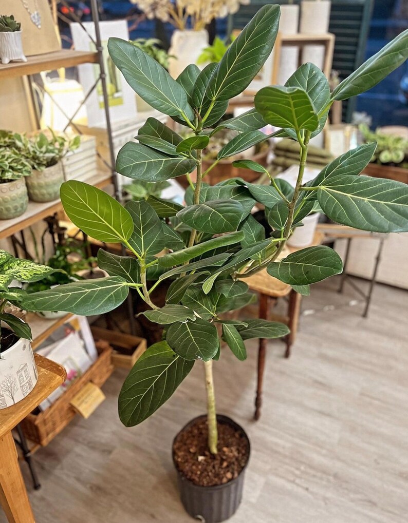 Ficus Audrey Standard Tree Form 5 Feet Tall 10 Grower Pot Modern Indoor ...