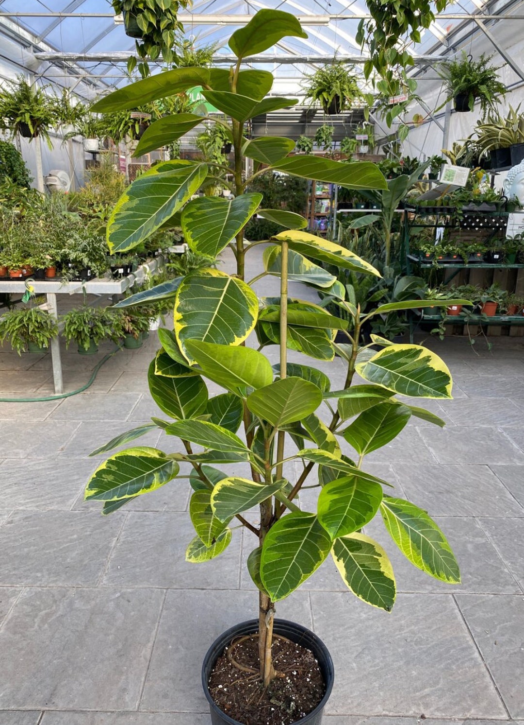 Ficus Altissima Standard Tree Form 5 Feet Tall 10 Grower Pot Modern ...