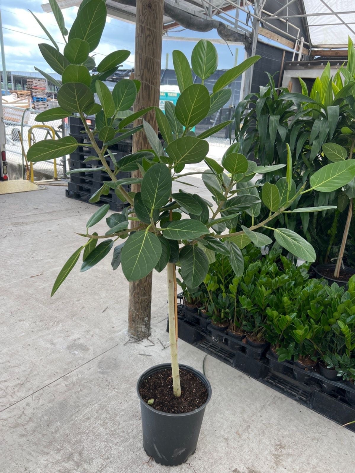 Ficus Audrey Standard Tree Form 6 Feet Tall 10 Grower Pot Modern Indoor ...
