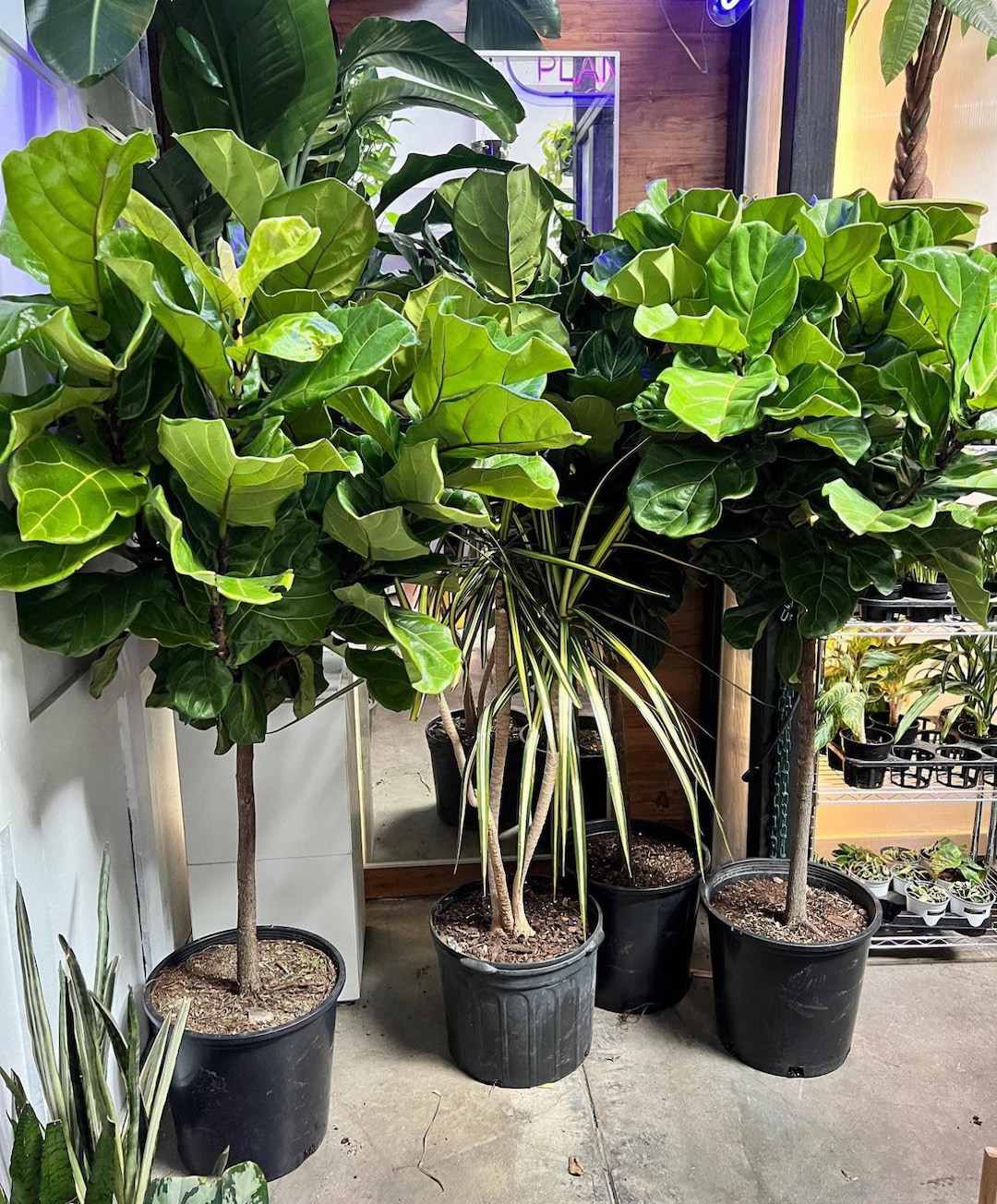Fiddle Leaf Fig Standard Tree Form 5 Feet Tall 10 Grower Pot Modern ...